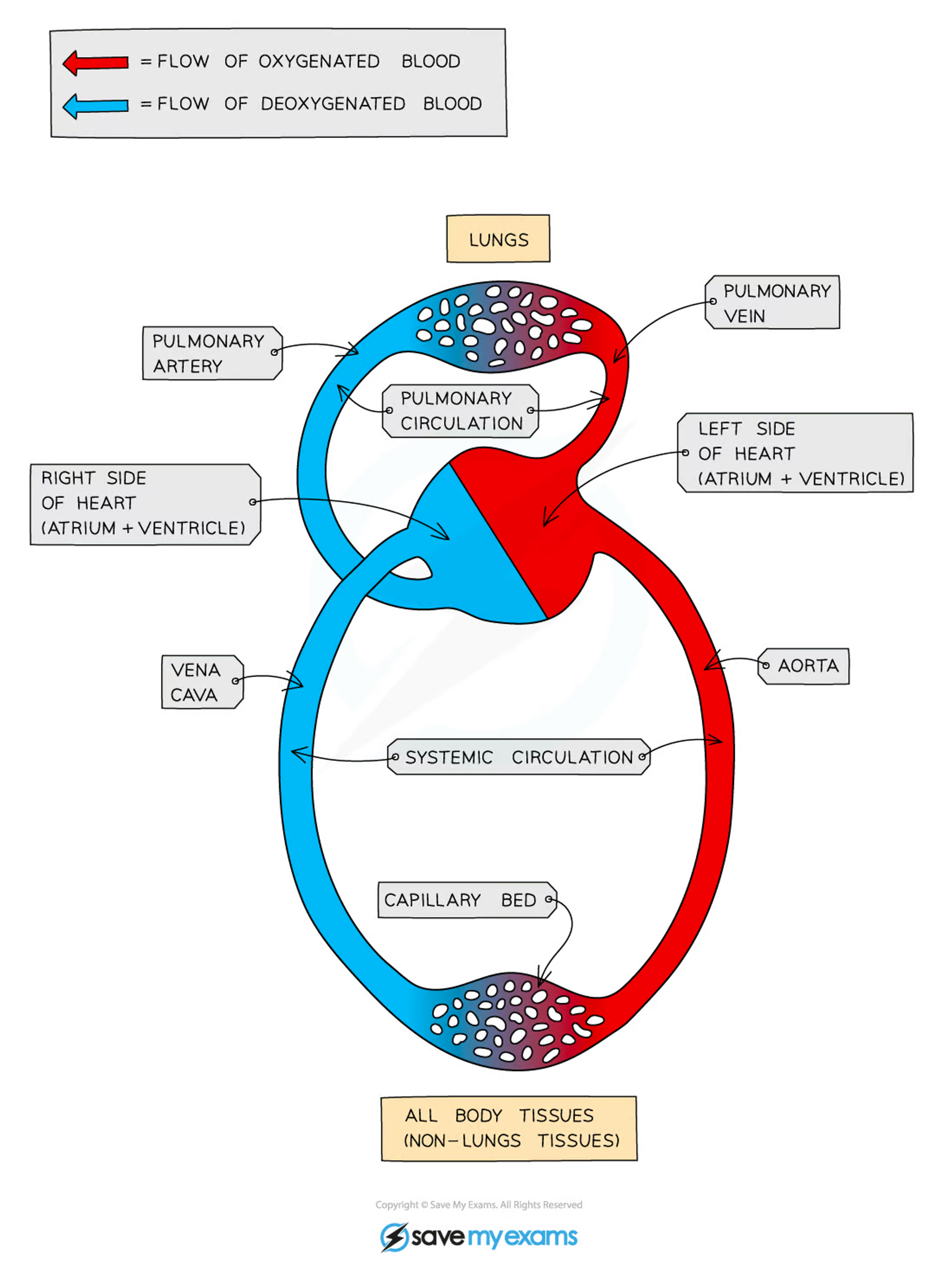 Circulatory System | Flashcards