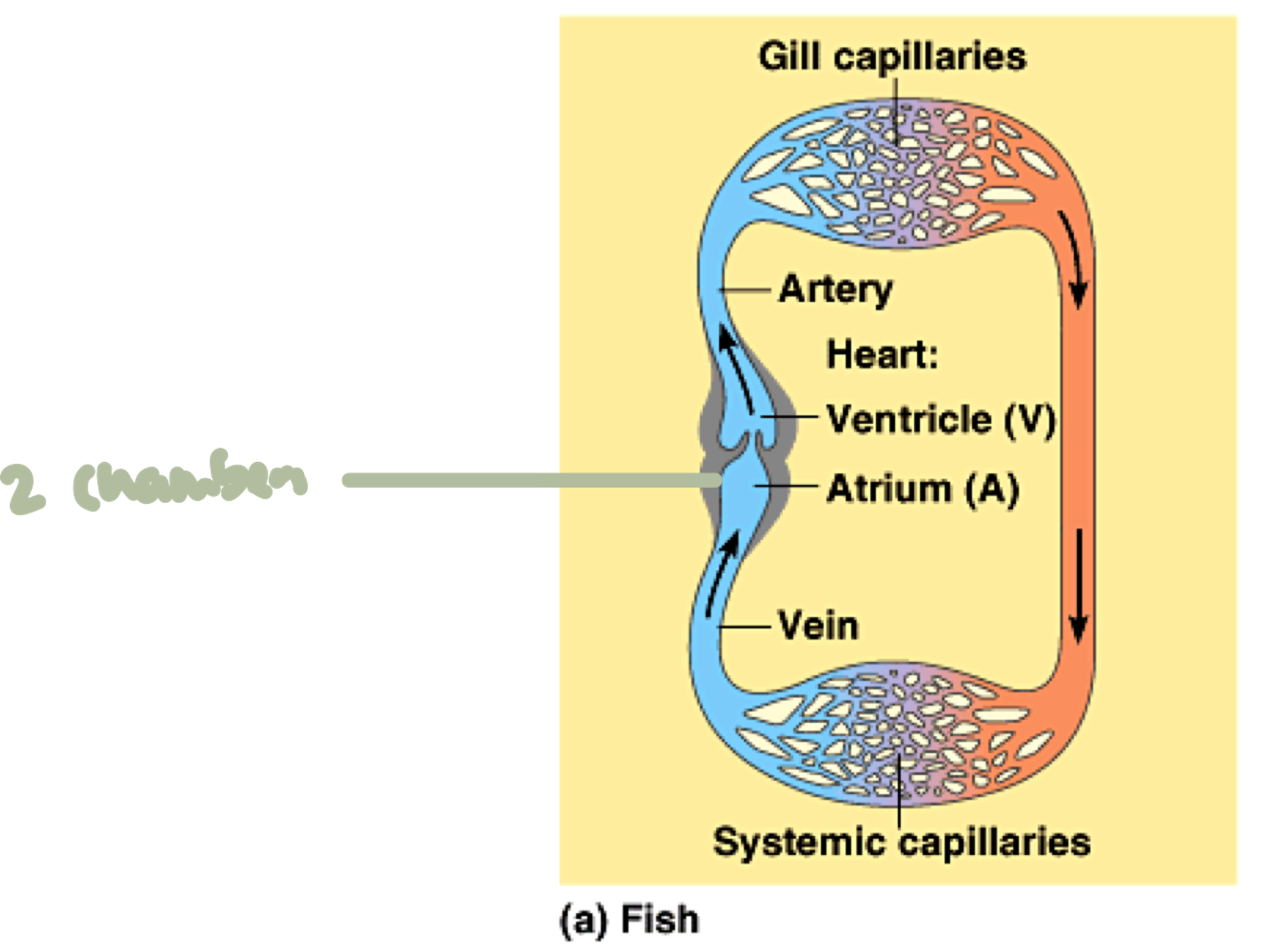 Circulatory System | Flashcards