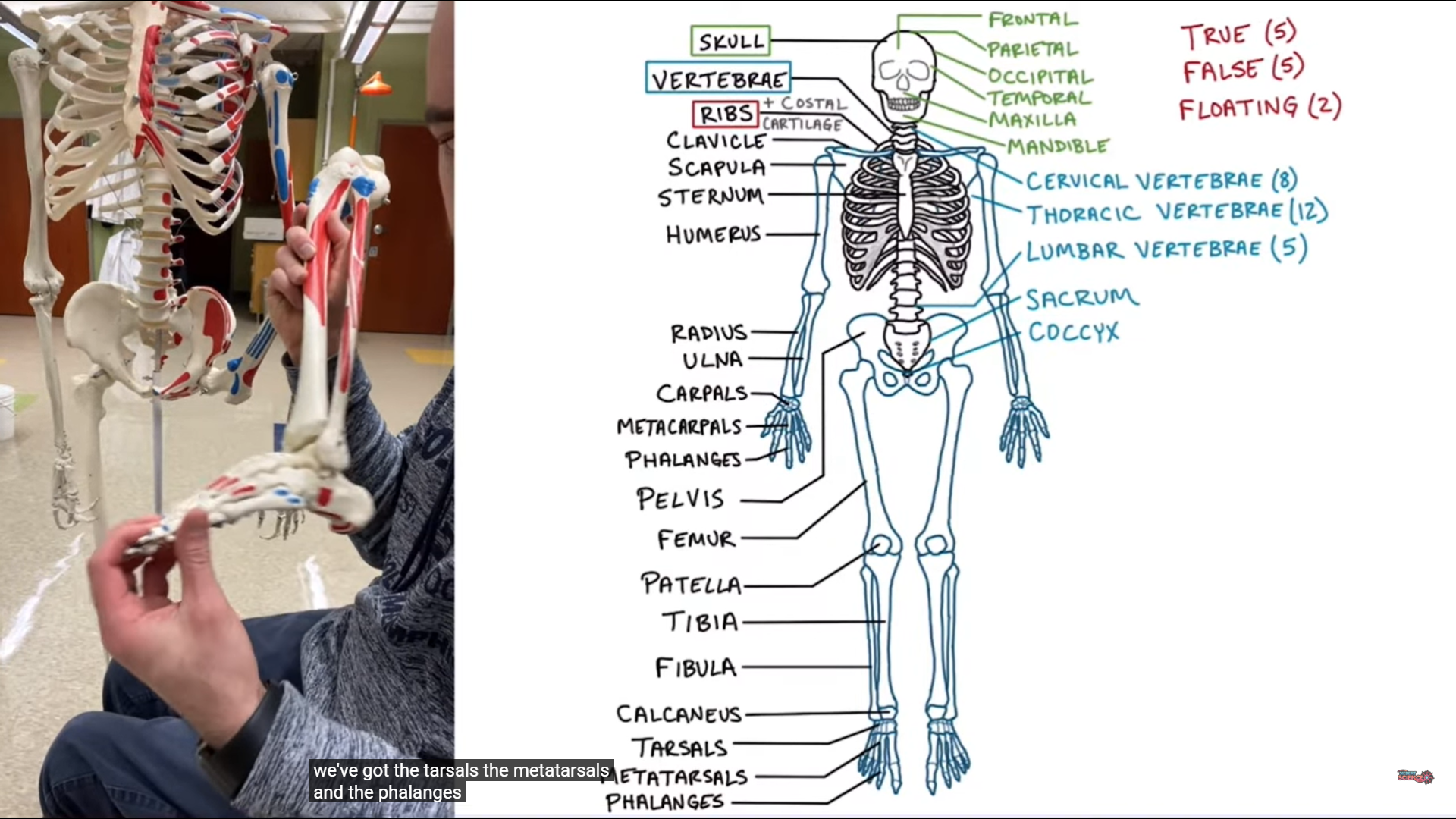 Skeletal | Flashcards