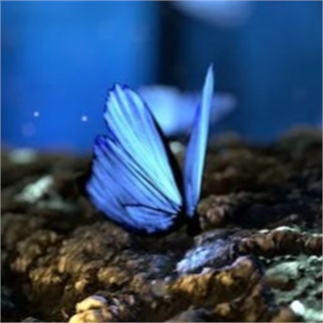 Measles | Flashcards