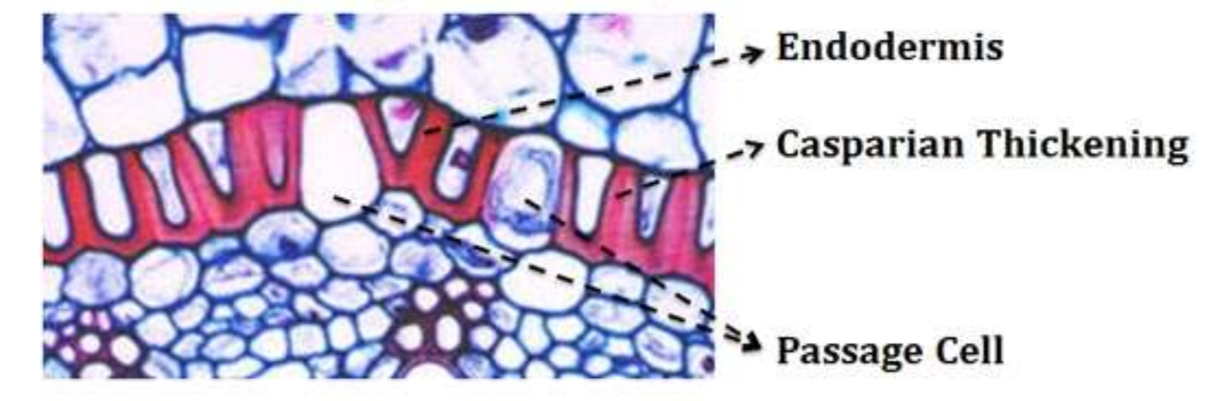 Root Anatomy | Flashcards
