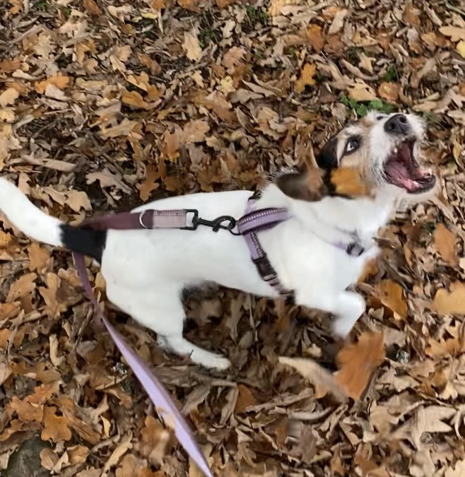 Penfield’s Study Of the Interpretive Cortex | Flashcards