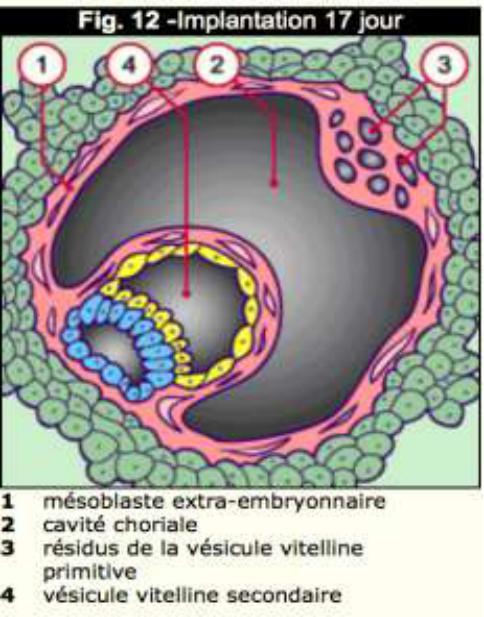 Anat Tête Et Cou | Flashcards