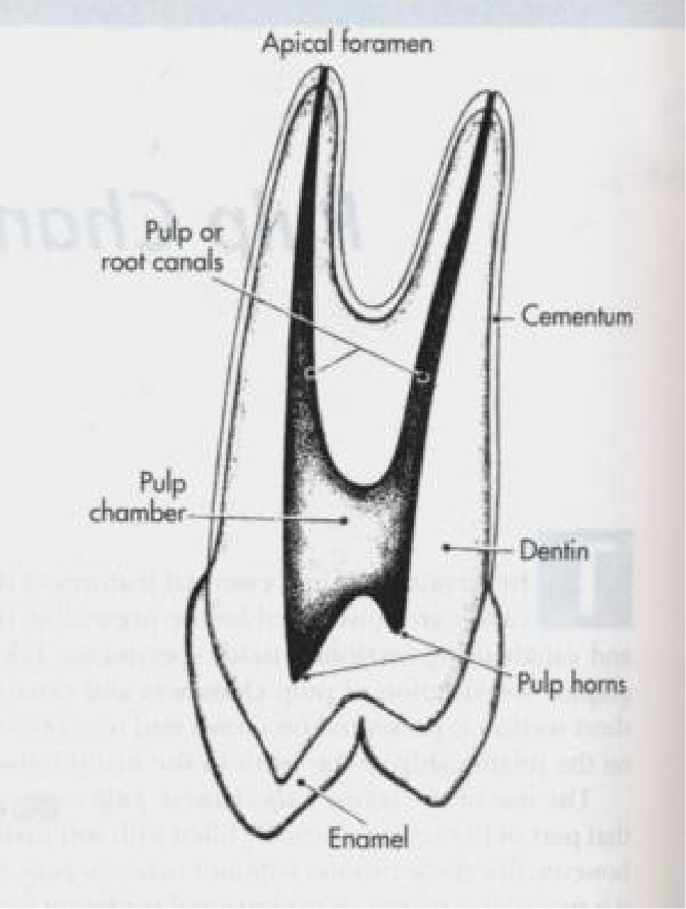 Dental 17 | Flashcards