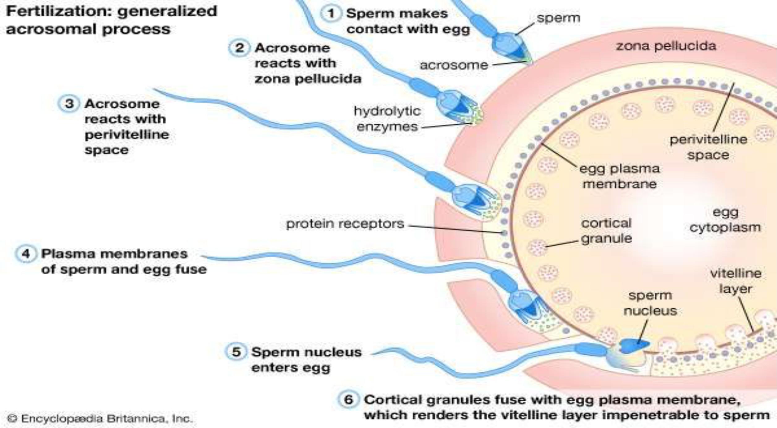 Semen | Flashcards