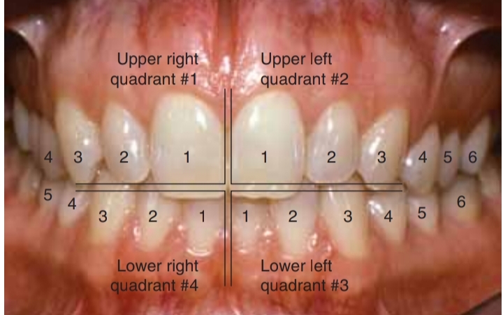 Anatomy Dental | Flashcards