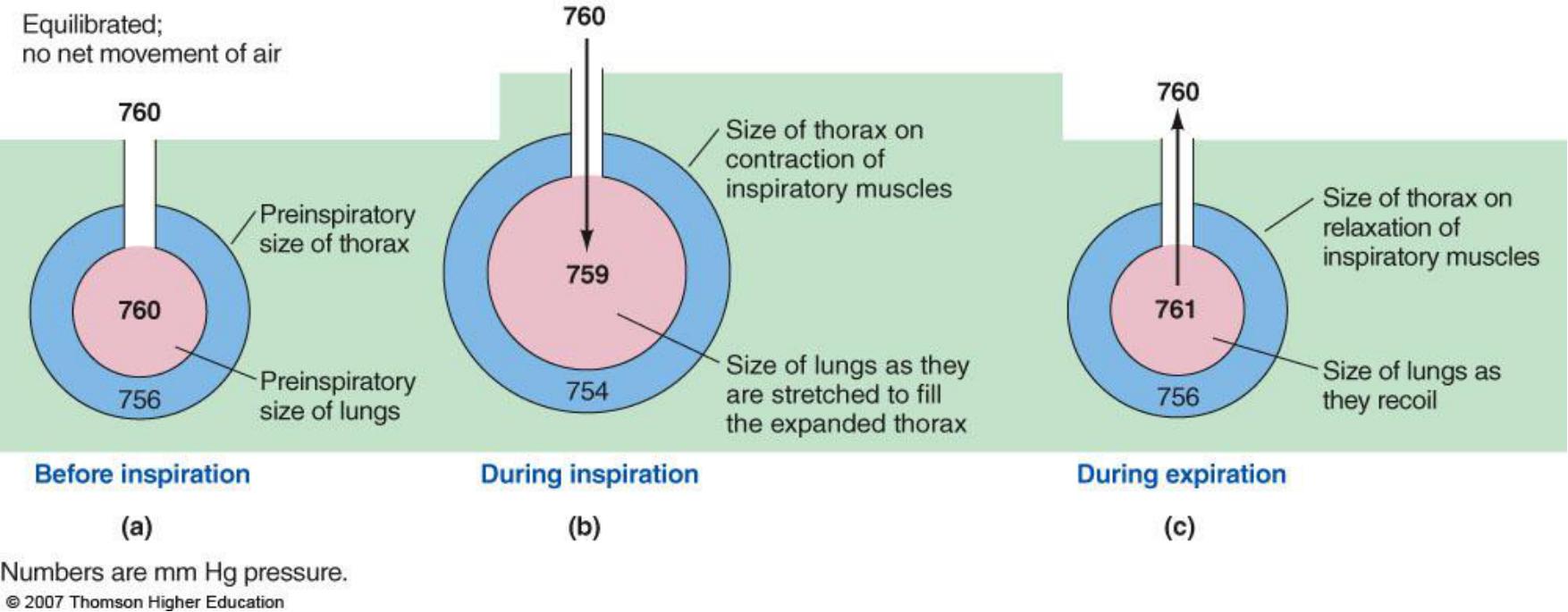 Respiratory | Flashcards