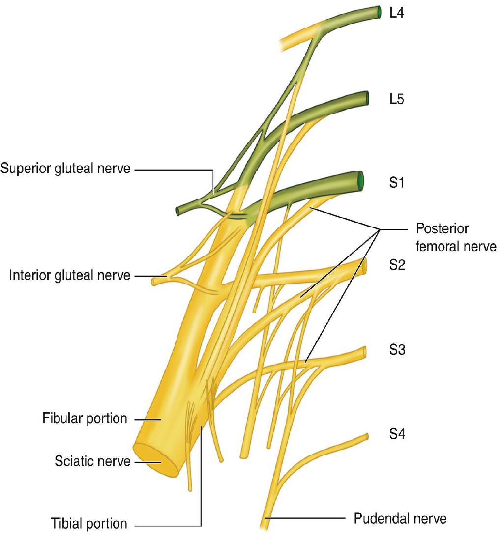 Lumbar and Sacral | Flashcards