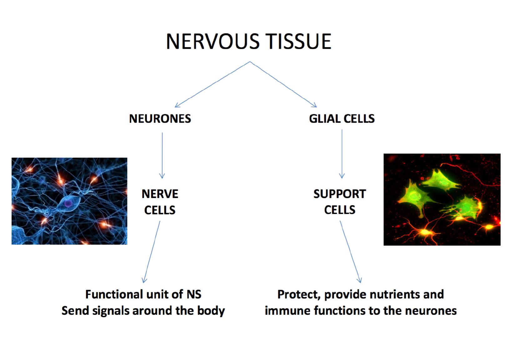 Nervous Tissue Flashcards