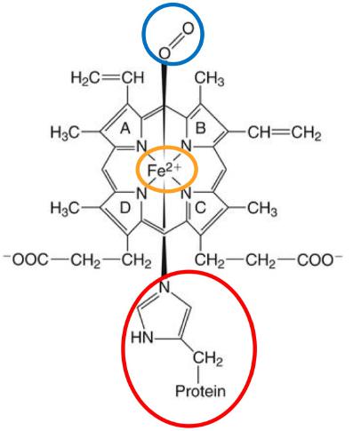 Hématologie | Flashcards