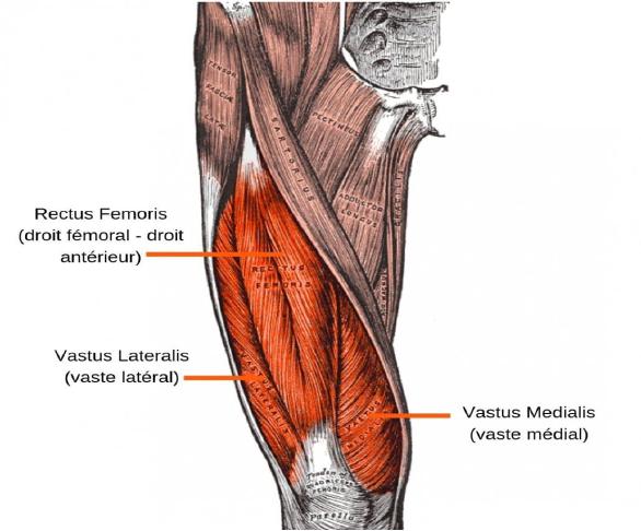 Kiné Genou | Flashcards