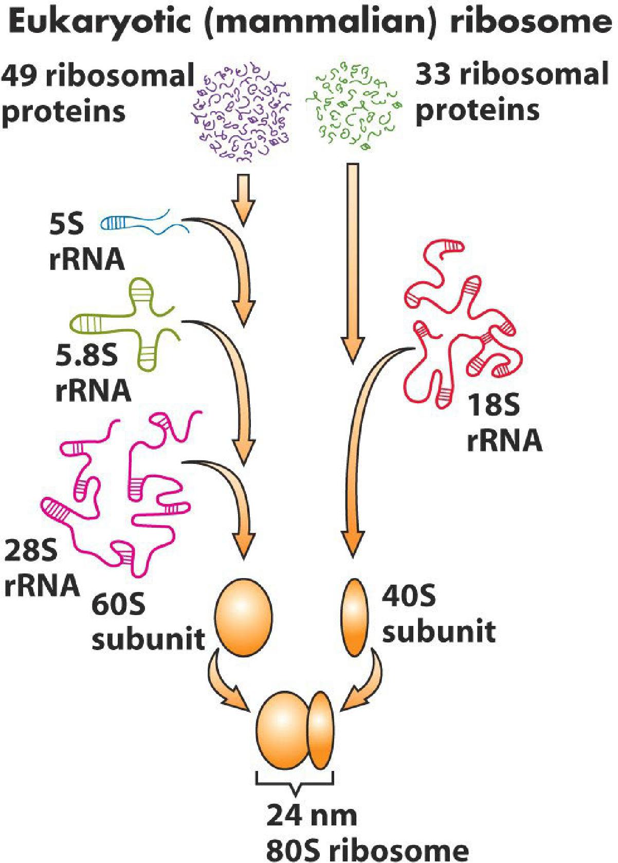 Lec 21-nucleus,nuclear Import/export,nucleolus&ribosome Form | Flashcards