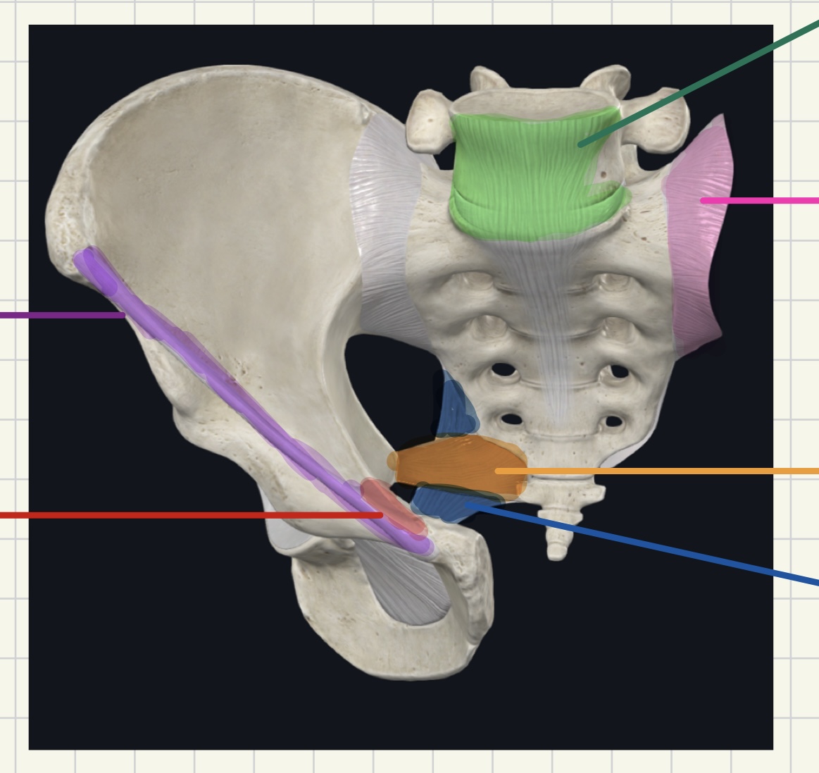 Pelvic Ligaments | Flashcards
