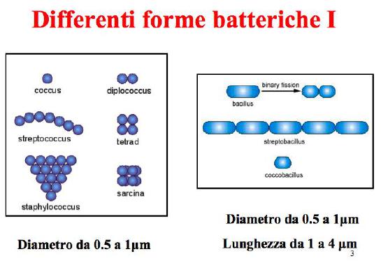 Microbiologia | Flashcards