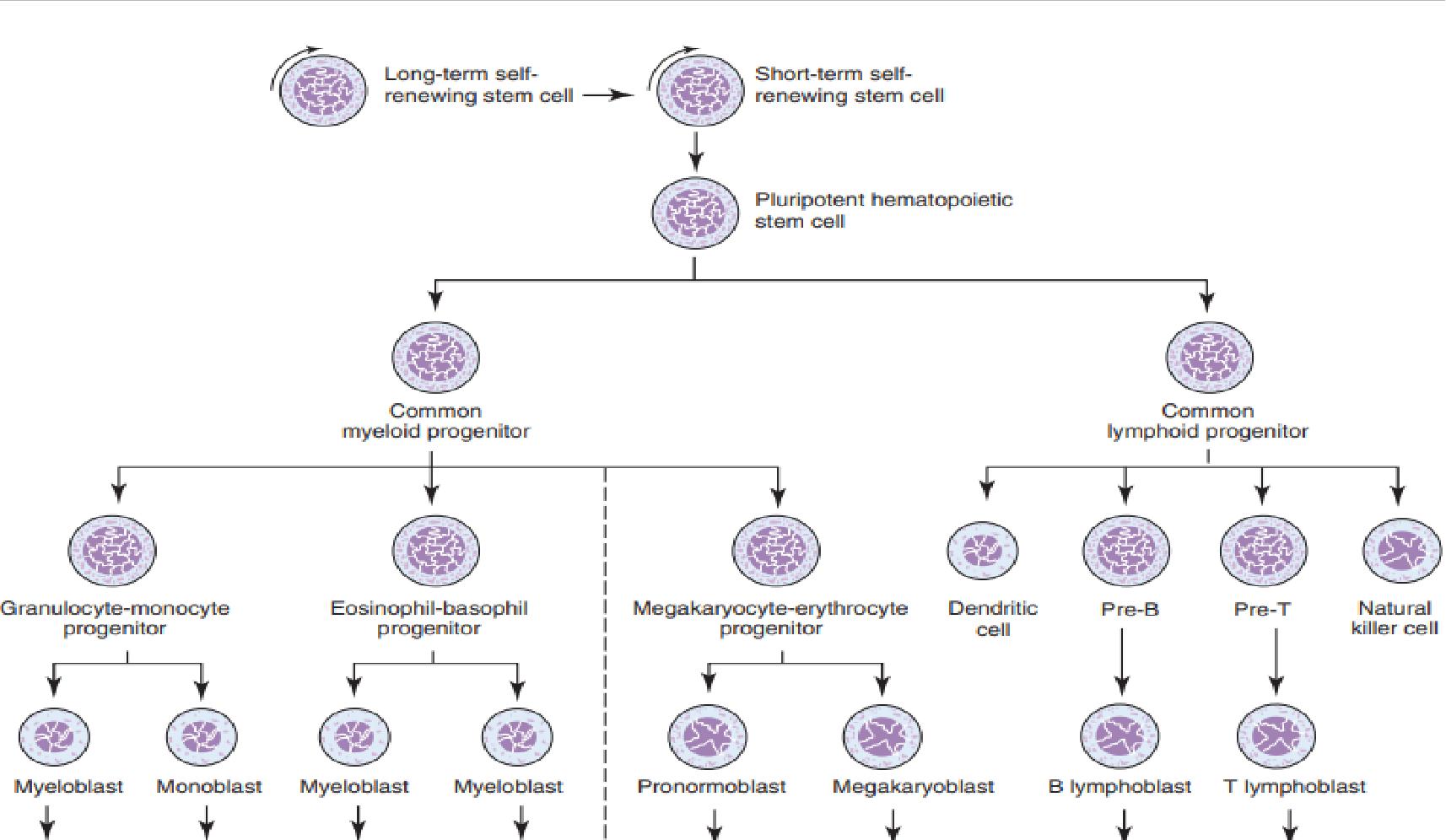 Hematopoiesis | Flashcards