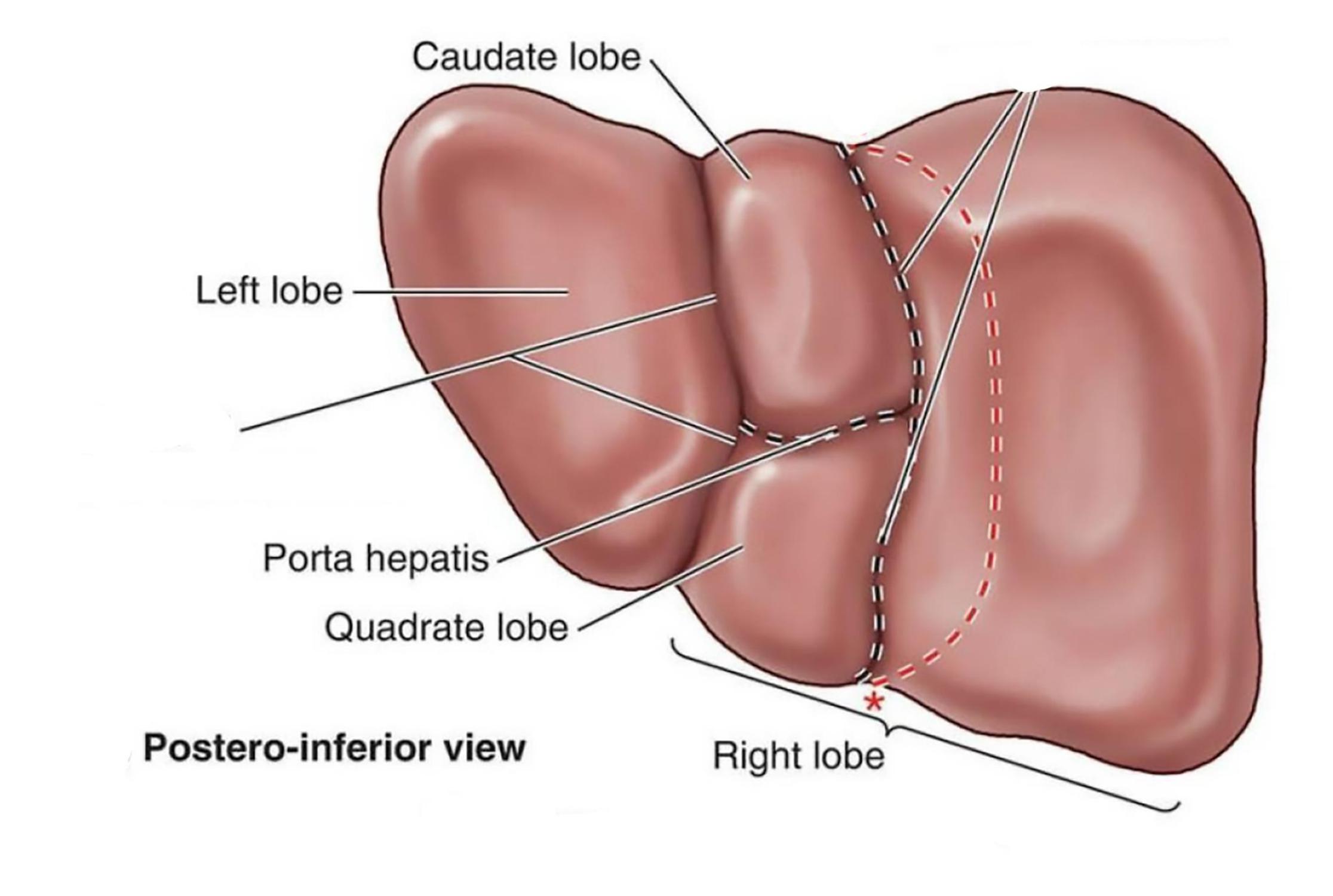 تشريح ٣ | Flashcards