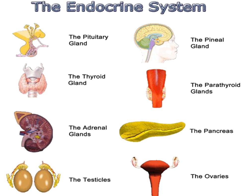 Endocrine System | Flashcards