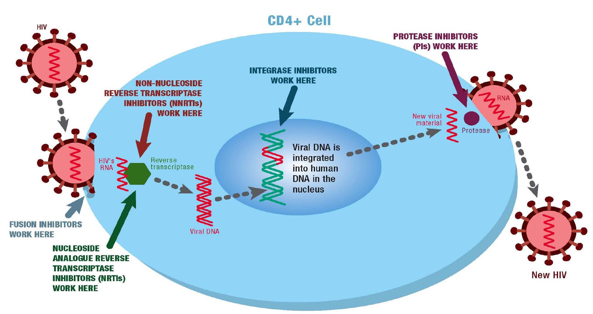 Antivirals | Flashcards
