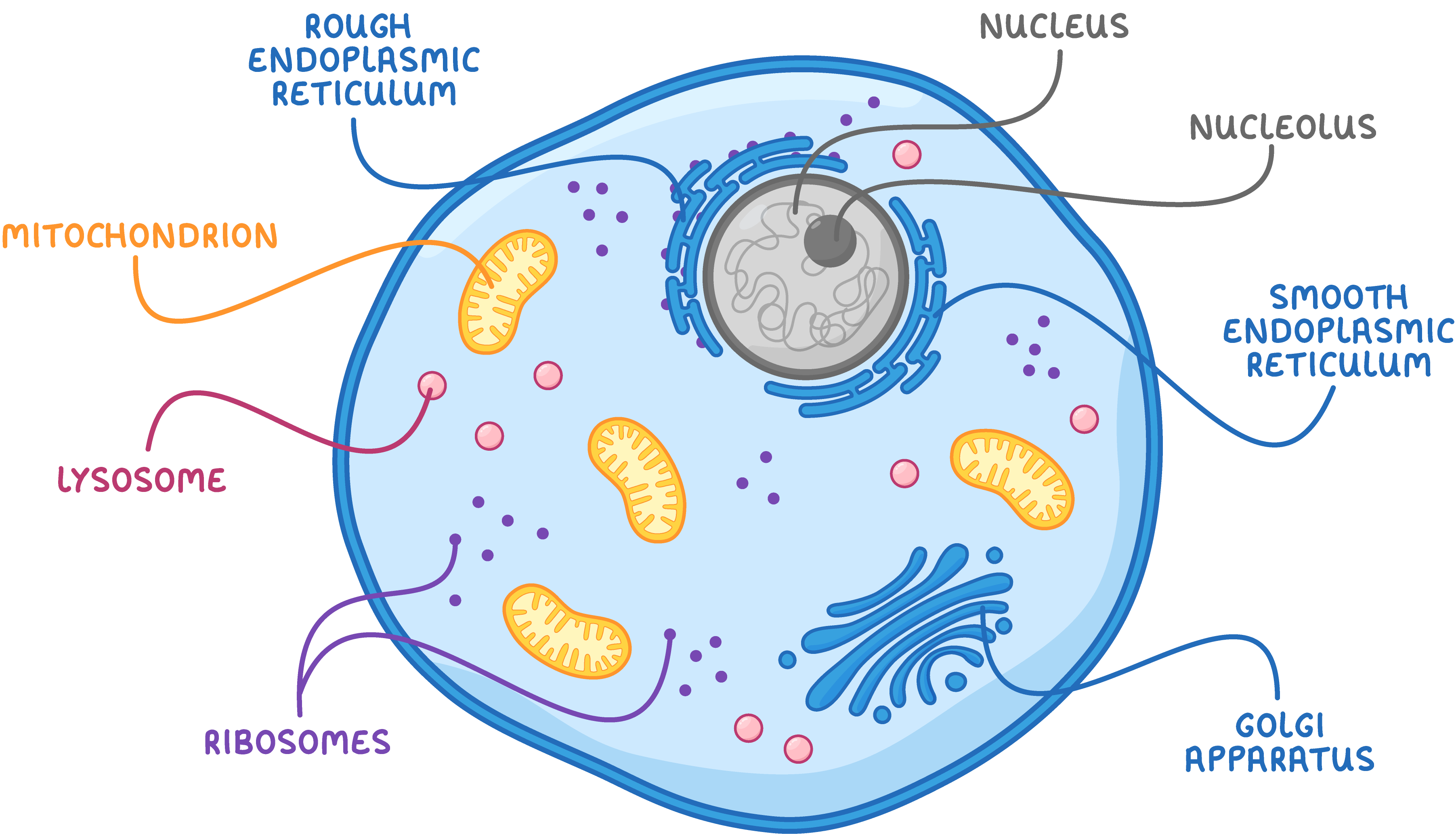 Eukaryotic and Prokaryotic Cells | Flashcards