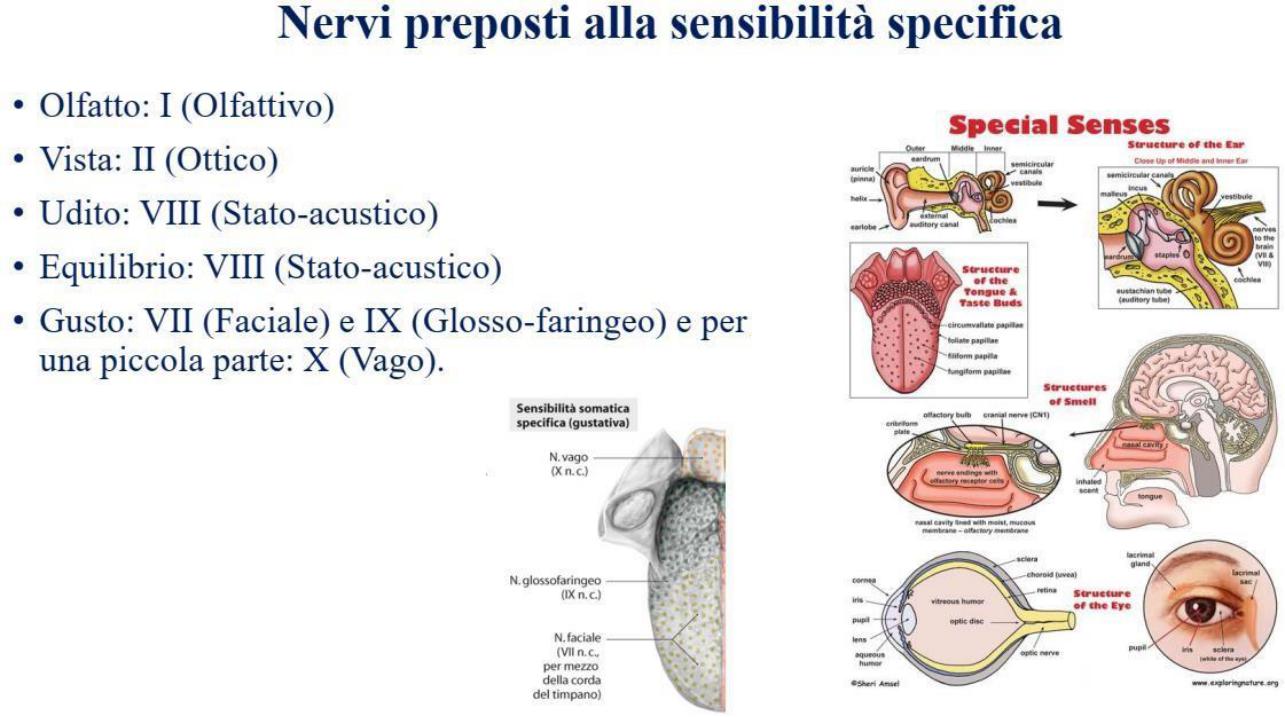 Nervi Cranici | Flashcards