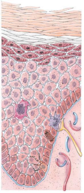 Anpath Lecture | Flashcards