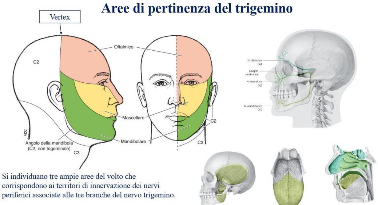 Nervi Cranici | Flashcards