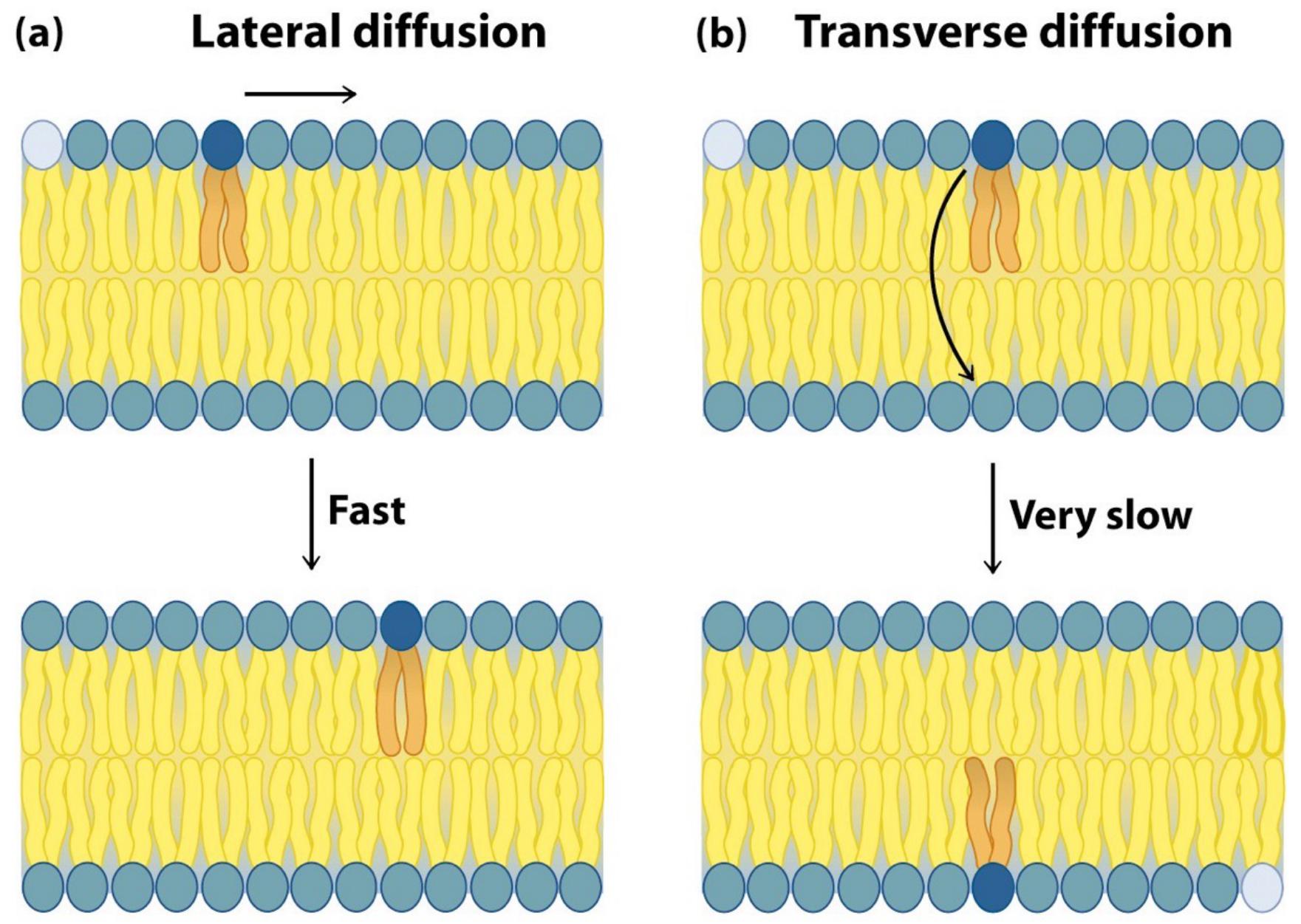 Transport Across Biological Membranes | Flashcards