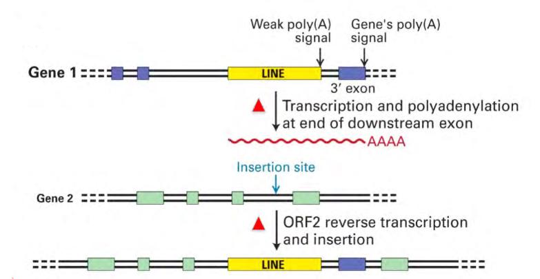 Génétique Moléculaire | Flashcards