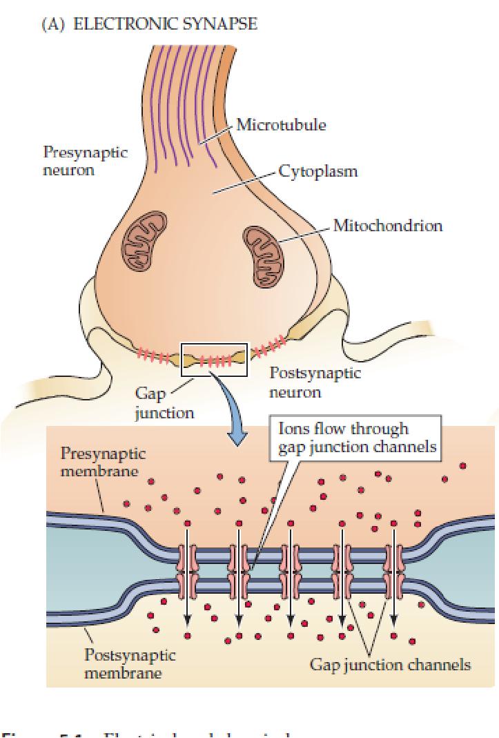 Synapse | Flashcards