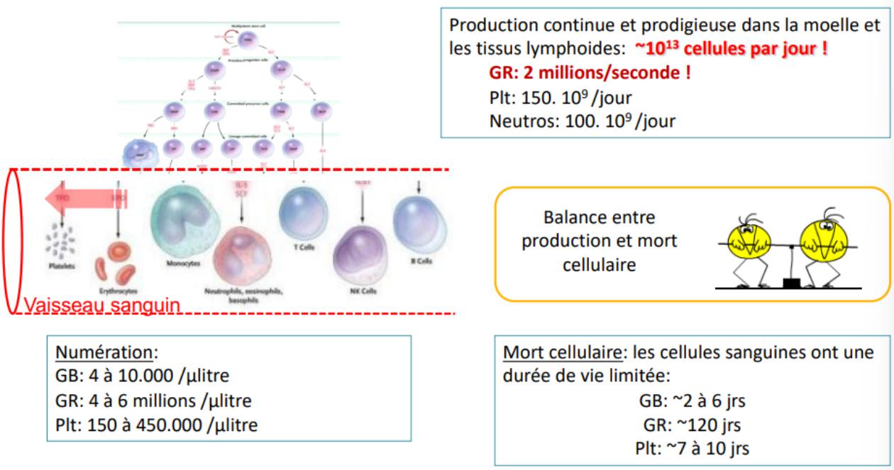Hématologie | Flashcards