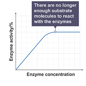 2.4 - Enzymes | Flashcards