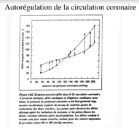 8 Physio Circulation Loco Régionale | Flashcards