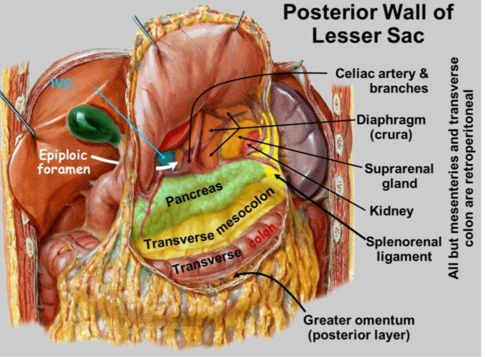 Peritoneum | Flashcards