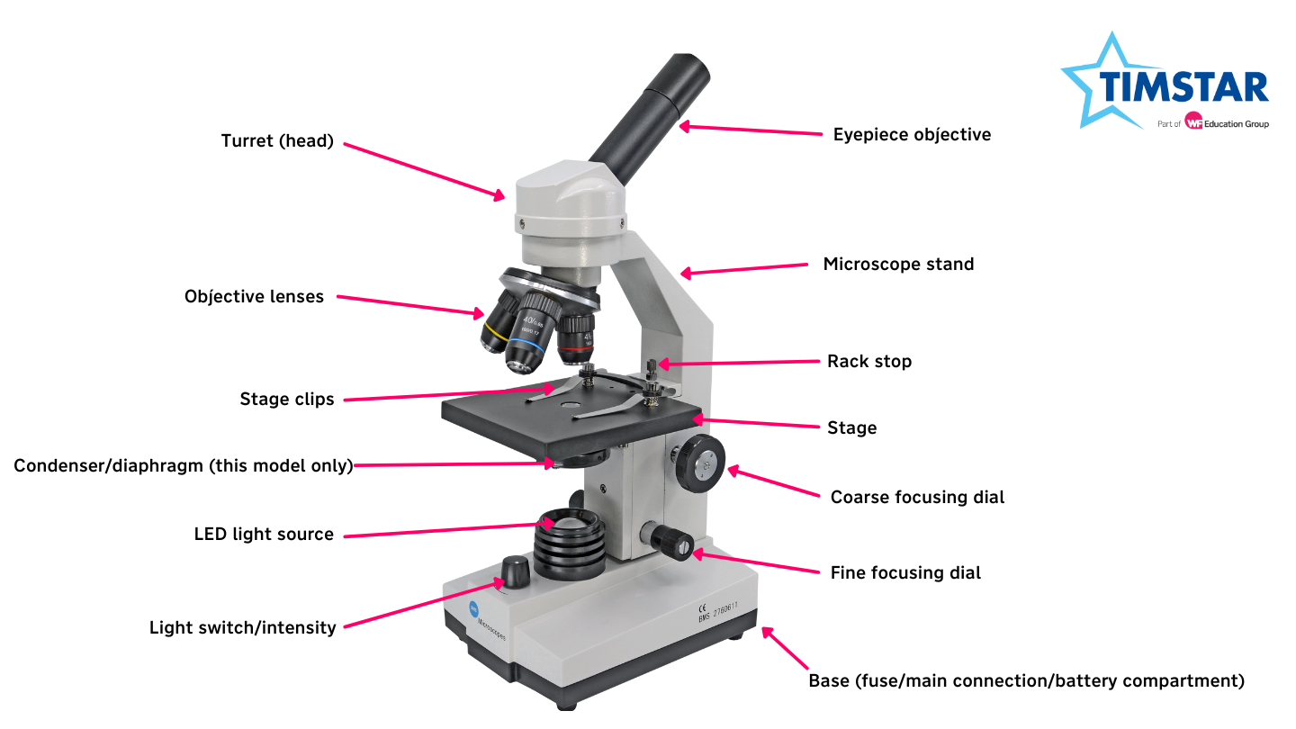 Cells and Microscopes | Flashcards