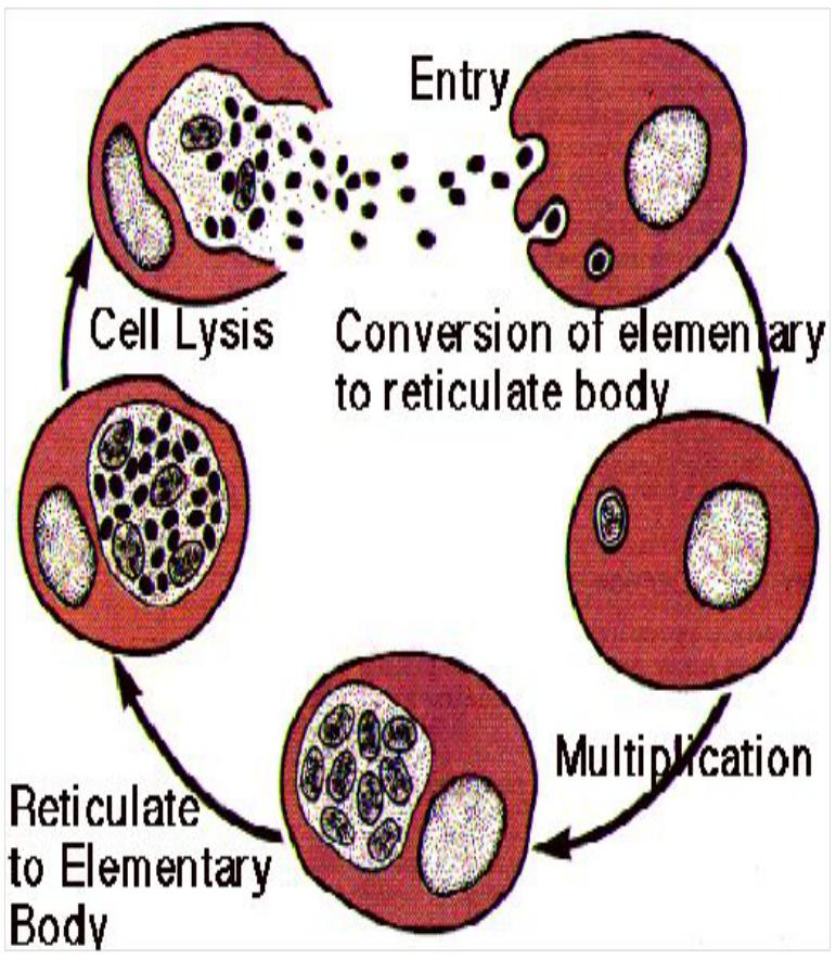Chlamydia | Flashcards