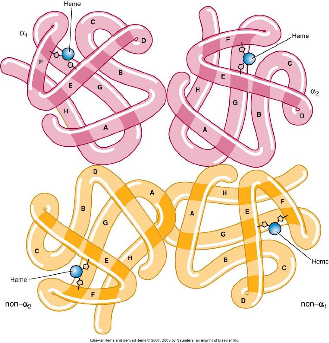 [exam 2] Hematology I Lecture | Flashcards