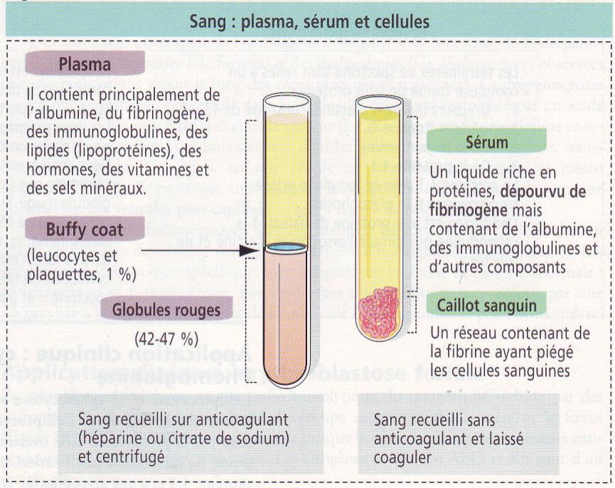 Hématologie | Flashcards