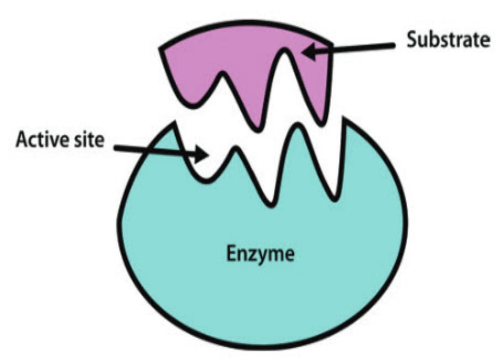 Enzymes | Flashcards