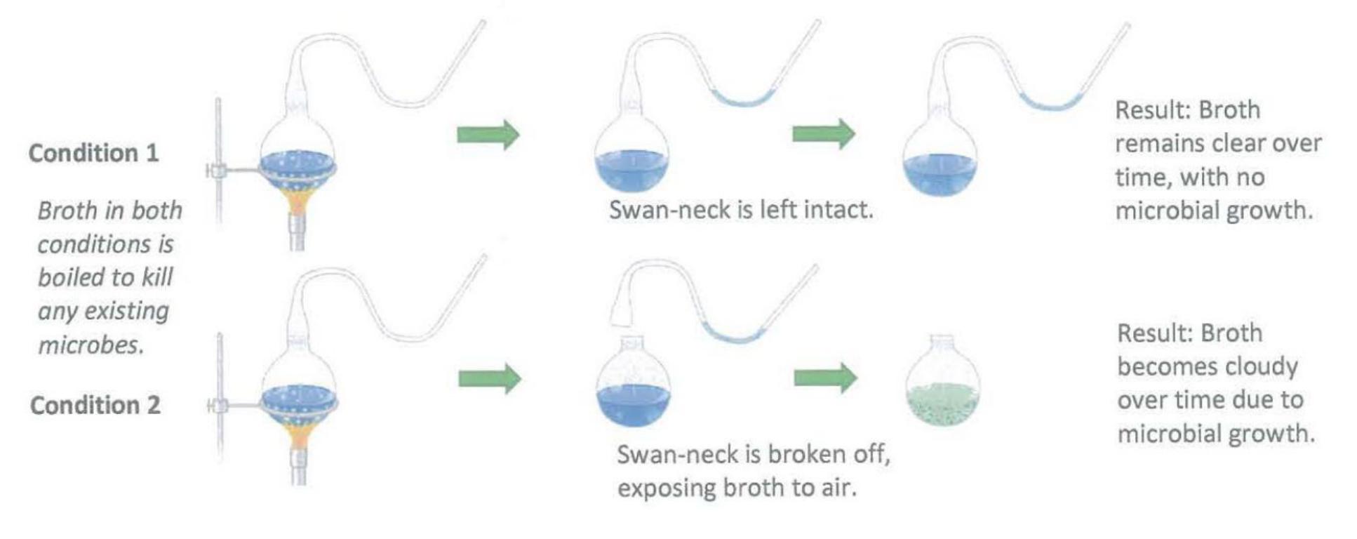 M7:1b the Work Of Robert Koch & Louis Pasteur | Flashcards