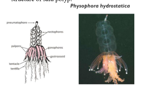 Sub-topic #2: Suborders Under Siphonphore | Flashcards