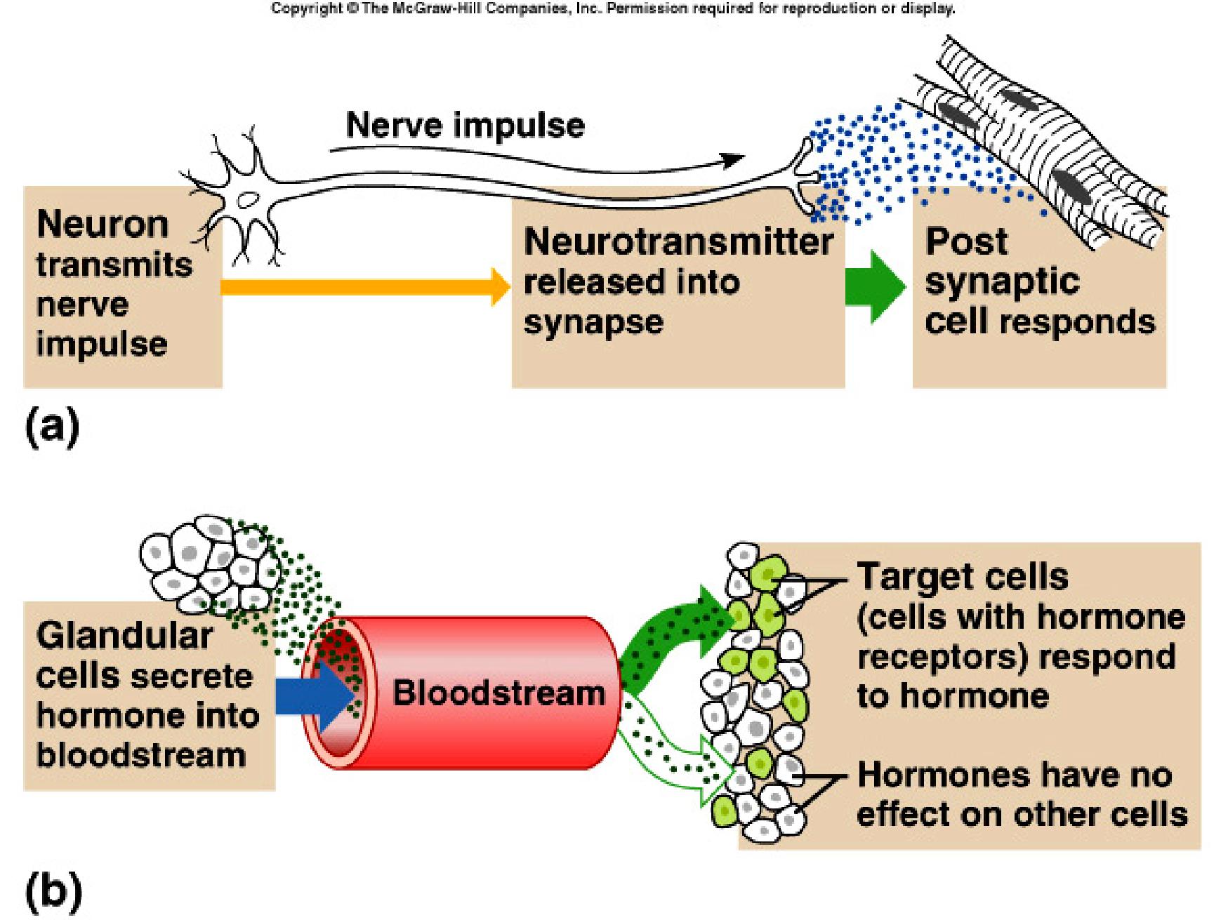 Endocrine | Flashcards