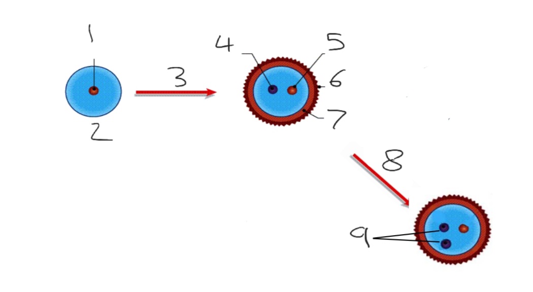 Plant Reproduction | Flashcards