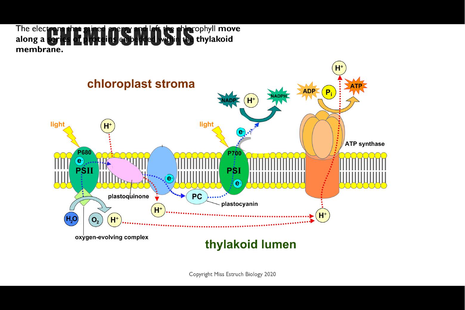 Topic 5:energy Transfers in and Between Organisms | Flashcards
