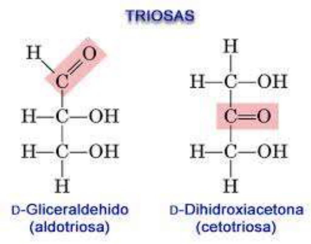 Carbohidratos | Flashcards