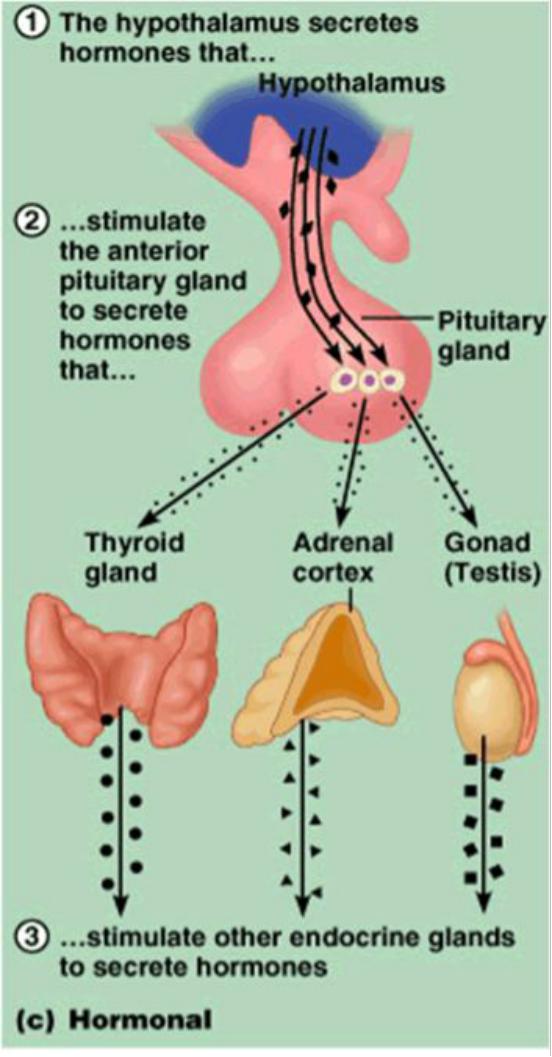 Endocrine System | Flashcards