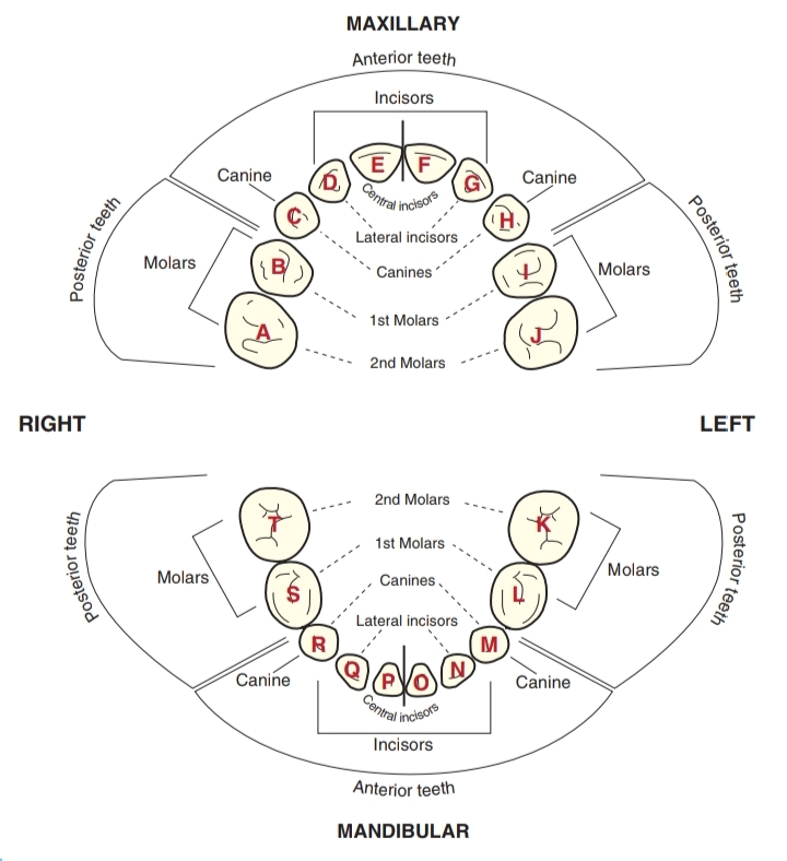 Lower Molar Occlusal Anatomy