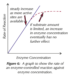 Enzymes | Flashcards