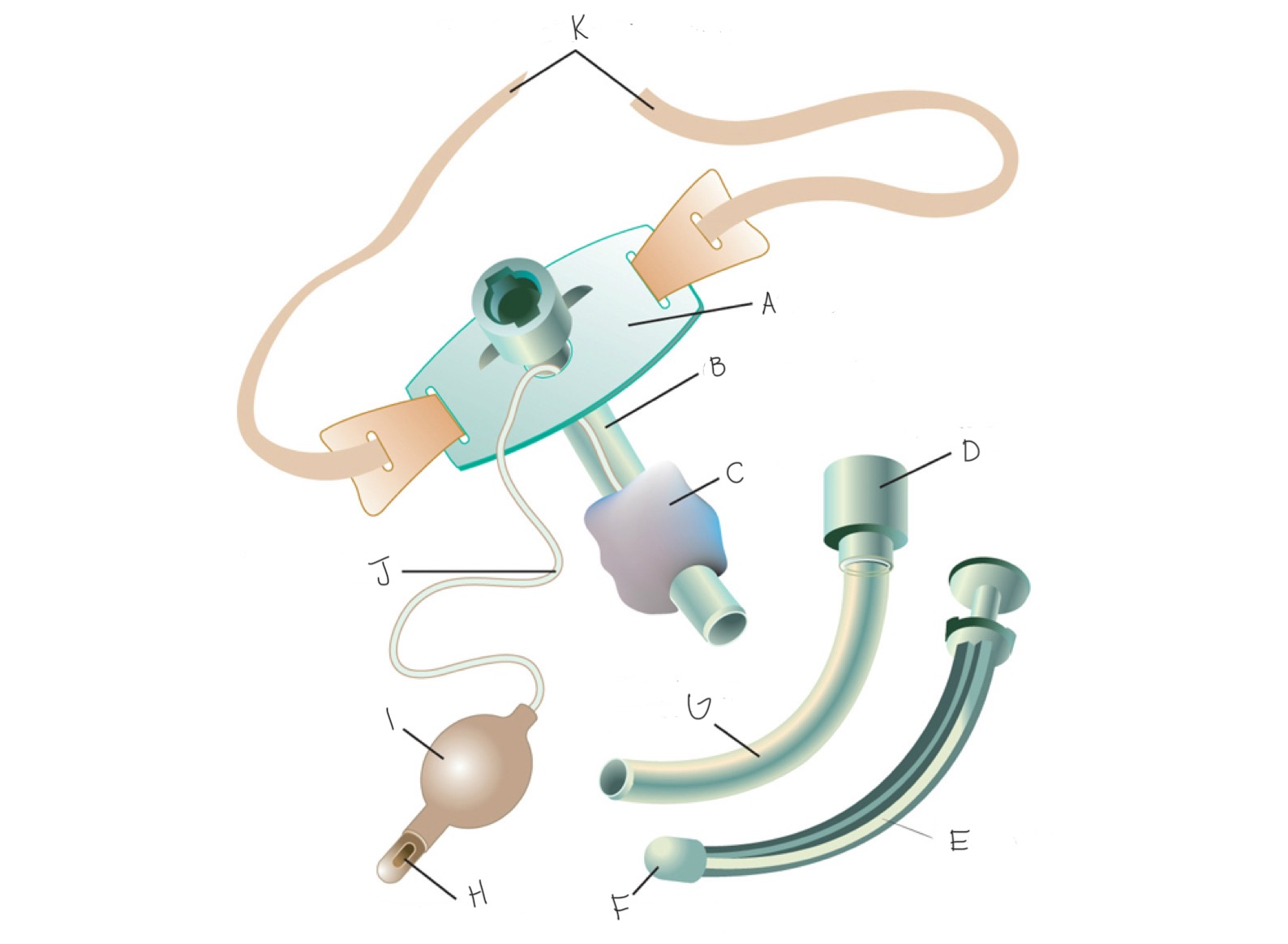 Trach Tube | Flashcards