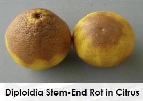 Postharvest 7 | Flashcards