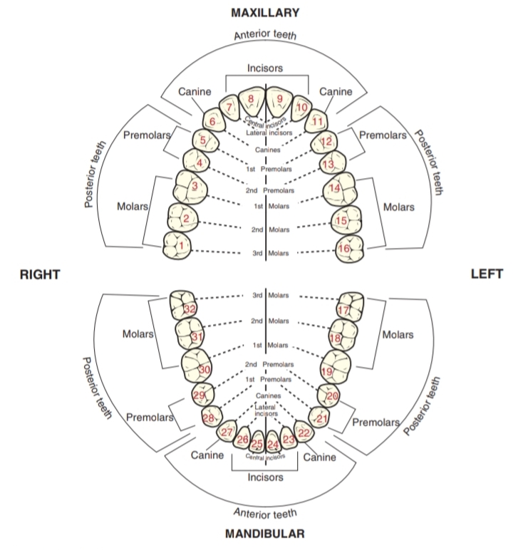 Lower Molar Occlusal Anatomy